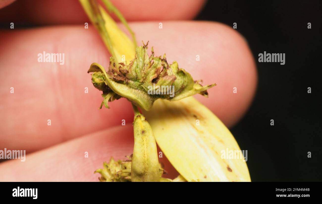 Ash Flower Gall Mite (Aceria fraxiniflora Stock Photo - Alamy