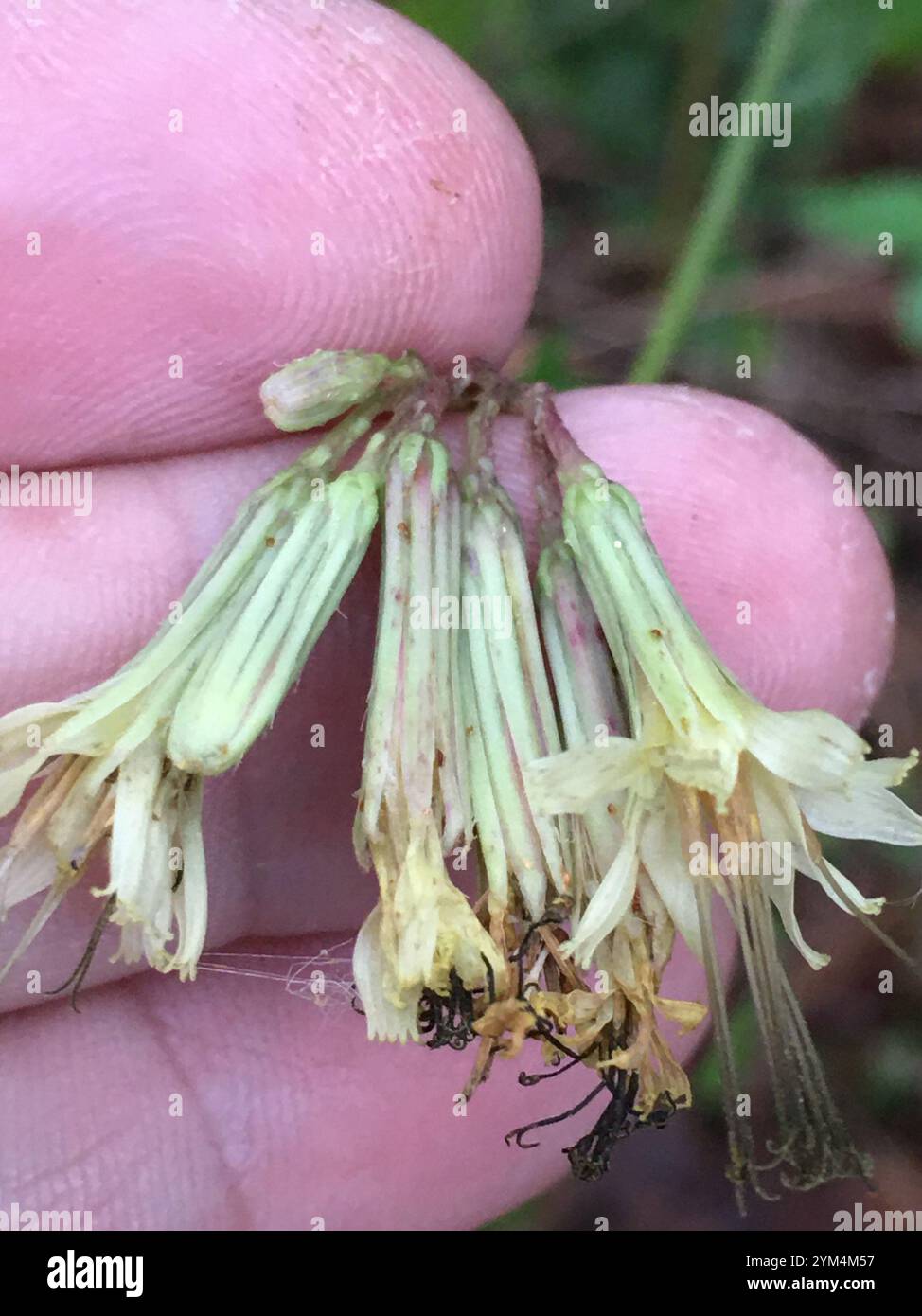 lion's foot rattlesnake root (Nabalus serpentarius Stock Photo - Alamy