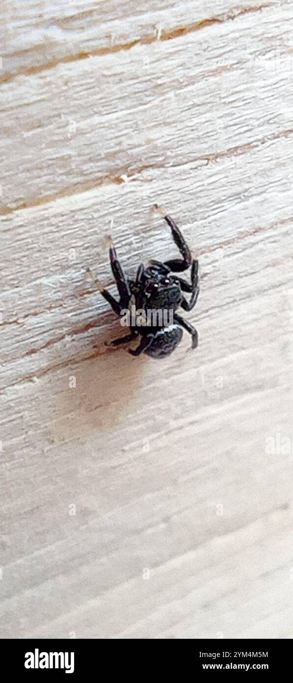 Leaf-beetle Jumping Spiders (Sassacus Stock Photo - Alamy