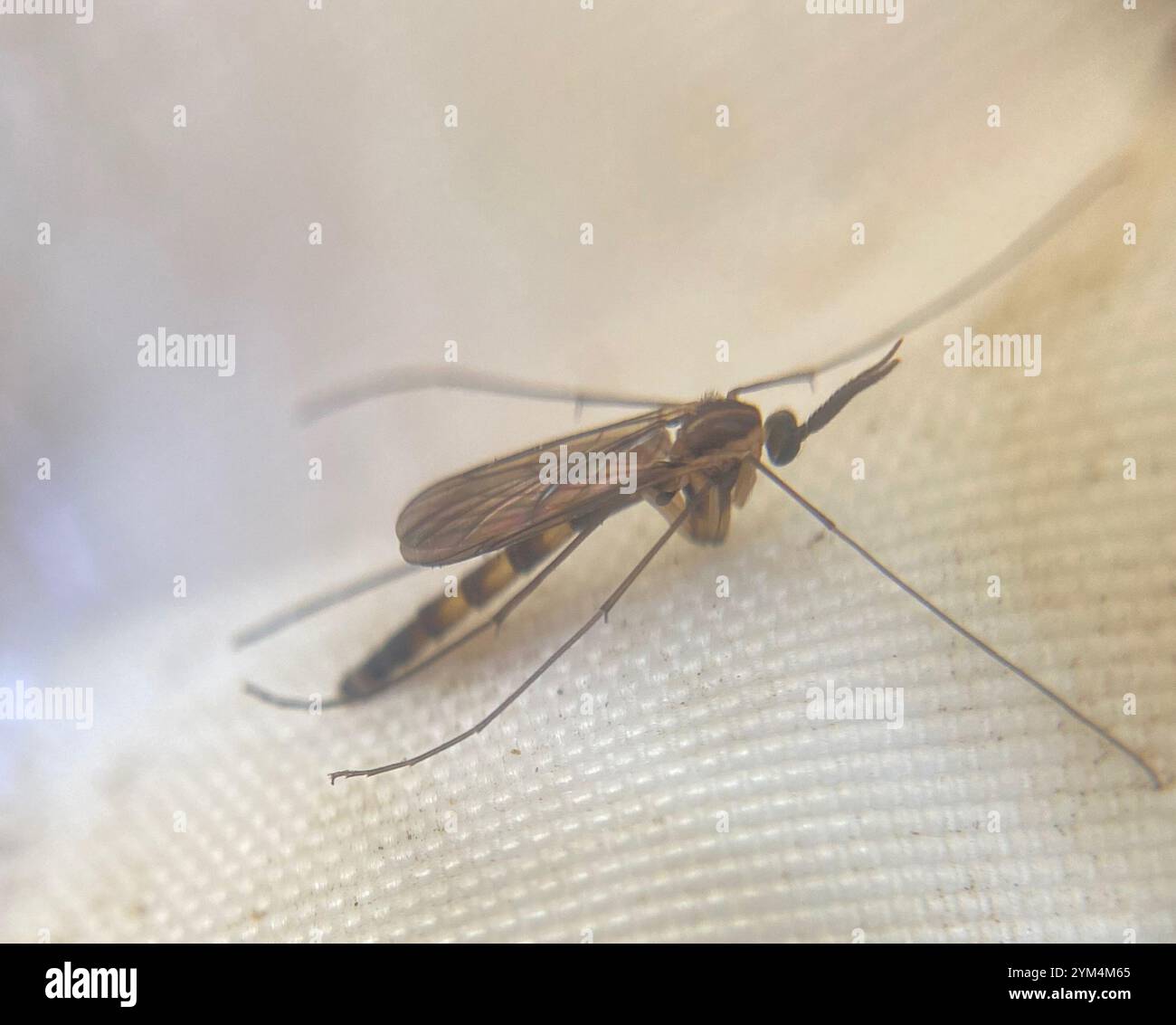 Fungus Gnats and Gall Midges (Sciaroidea Stock Photo - Alamy