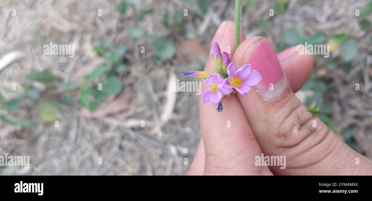 Pyramid Flower (Melochia pyramidata Stock Photo - Alamy