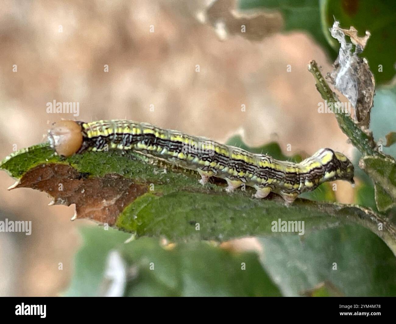 California Oak Moth (Phryganidia californica Stock Photo - Alamy