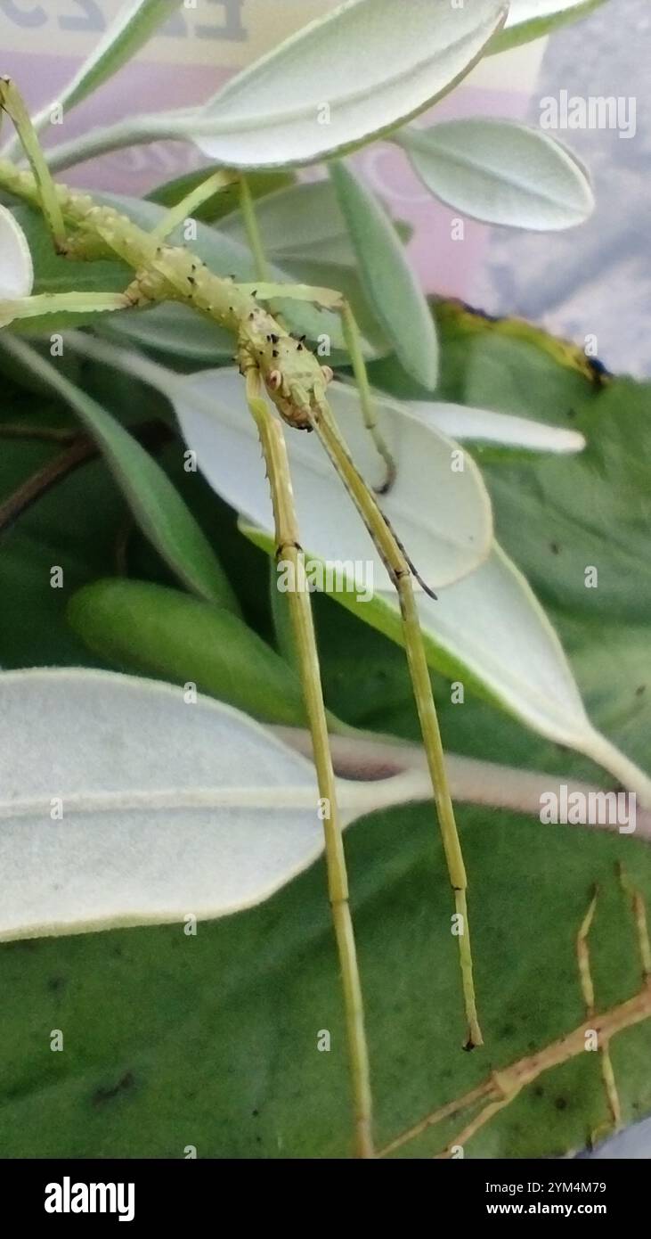 prickly stick insect (Acanthoxyla geisovii Stock Photo - Alamy