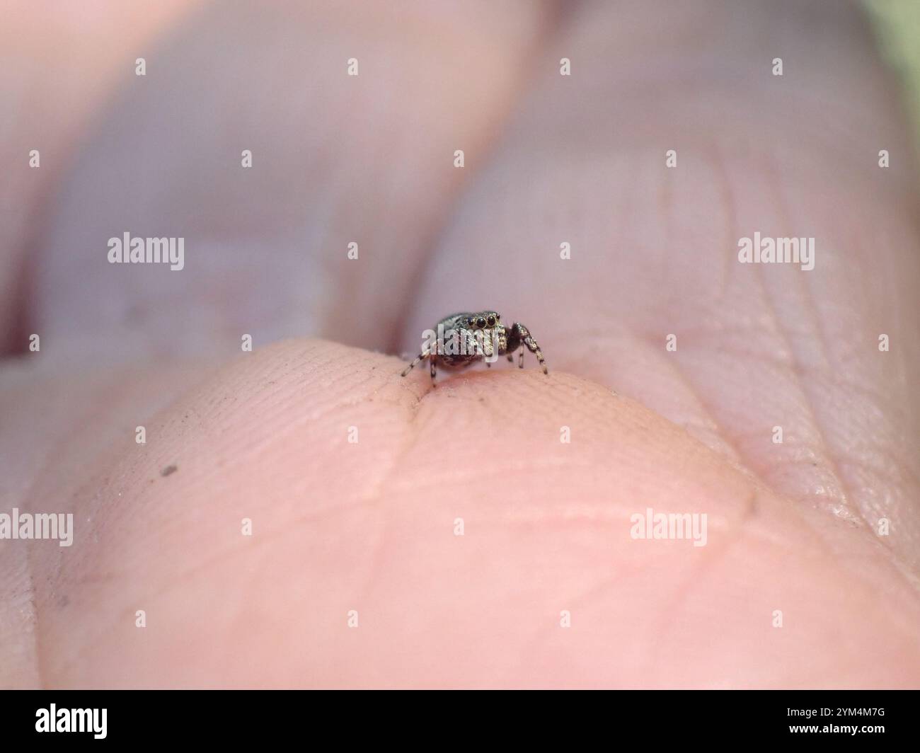 Leaf-beetle Jumping Spiders (Sassacus Stock Photo - Alamy