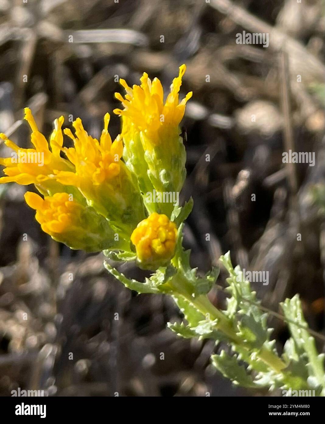 Coastal Goldenbush (Isocoma menziesii Stock Photo - Alamy