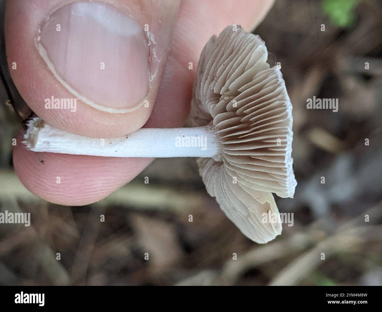 Lilac Fibrecap (Inocybe lilacina Stock Photo - Alamy