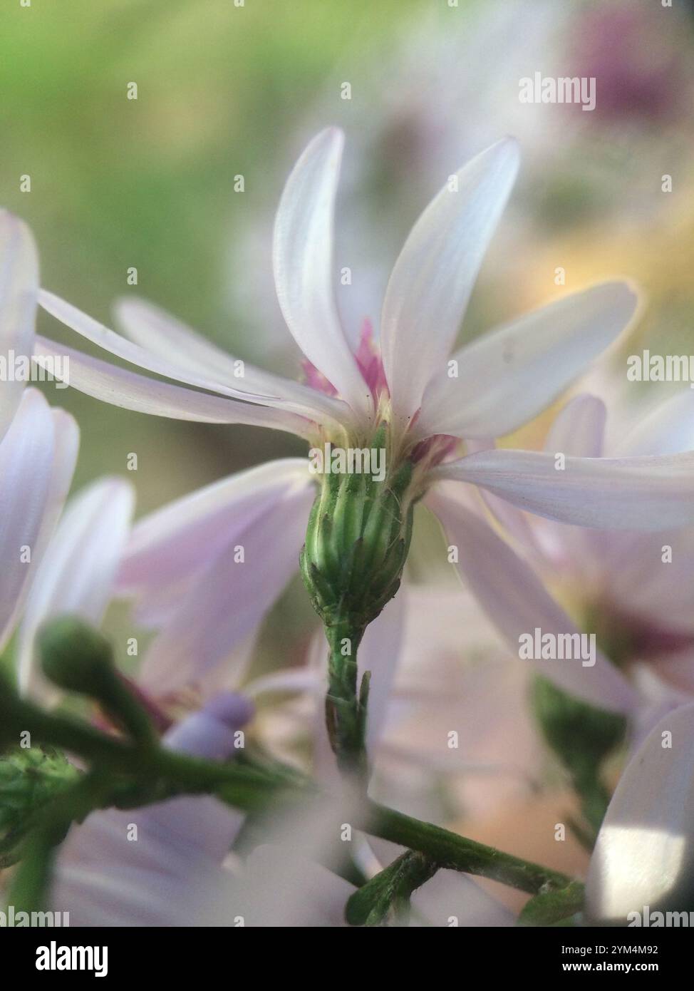 Common Blue Wood Aster (Symphyotrichum cordifolium Stock Photo - Alamy