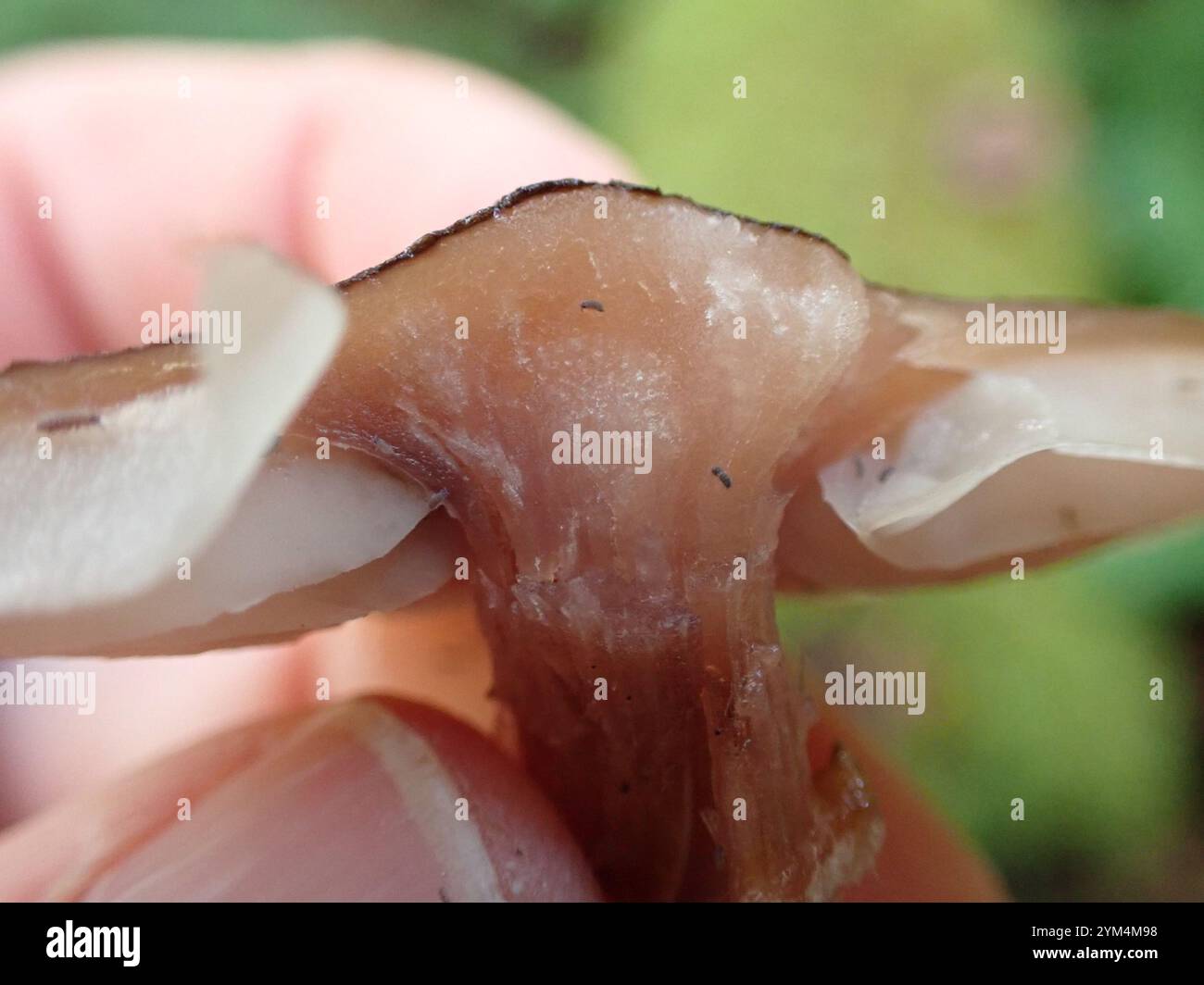 honey mushrooms (Armillaria Stock Photo - Alamy
