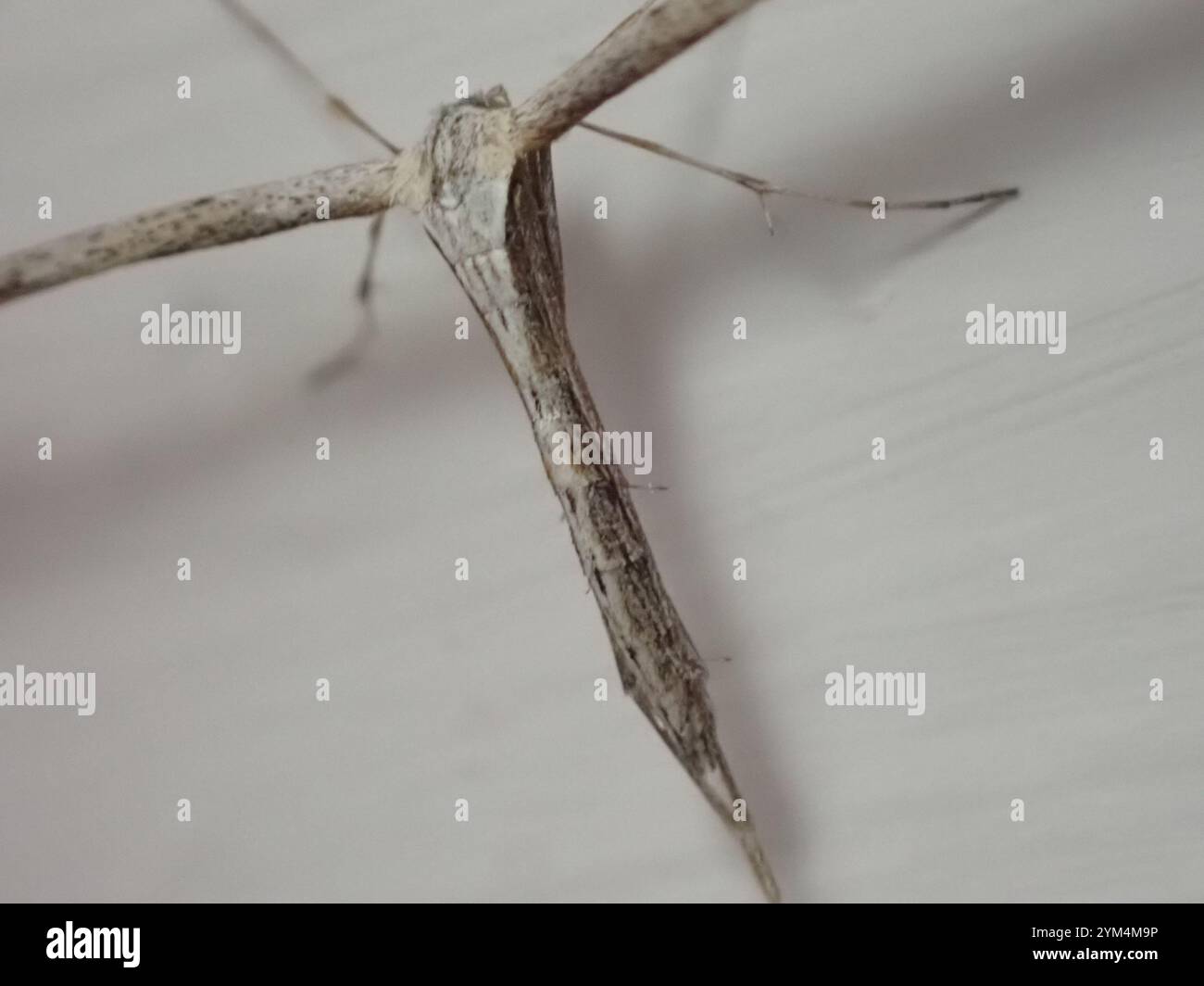 Morning-glory Plume Moth (Emmelina monodactyla Stock Photo - Alamy