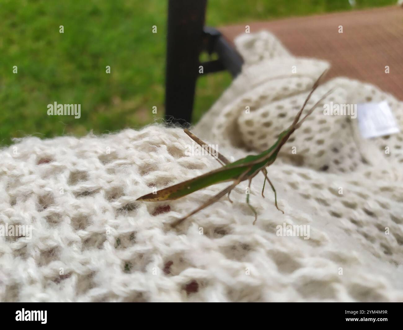 Short-horned Grasshoppers (Acrididae Stock Photo - Alamy