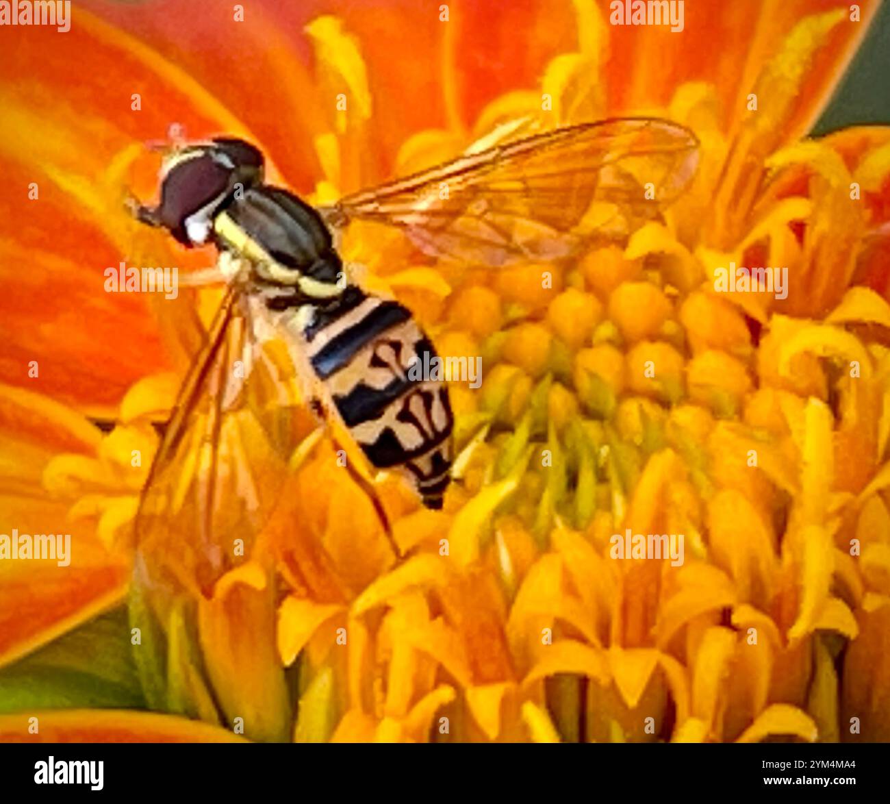 Eastern Calligrapher (Toxomerus geminatus Stock Photo - Alamy