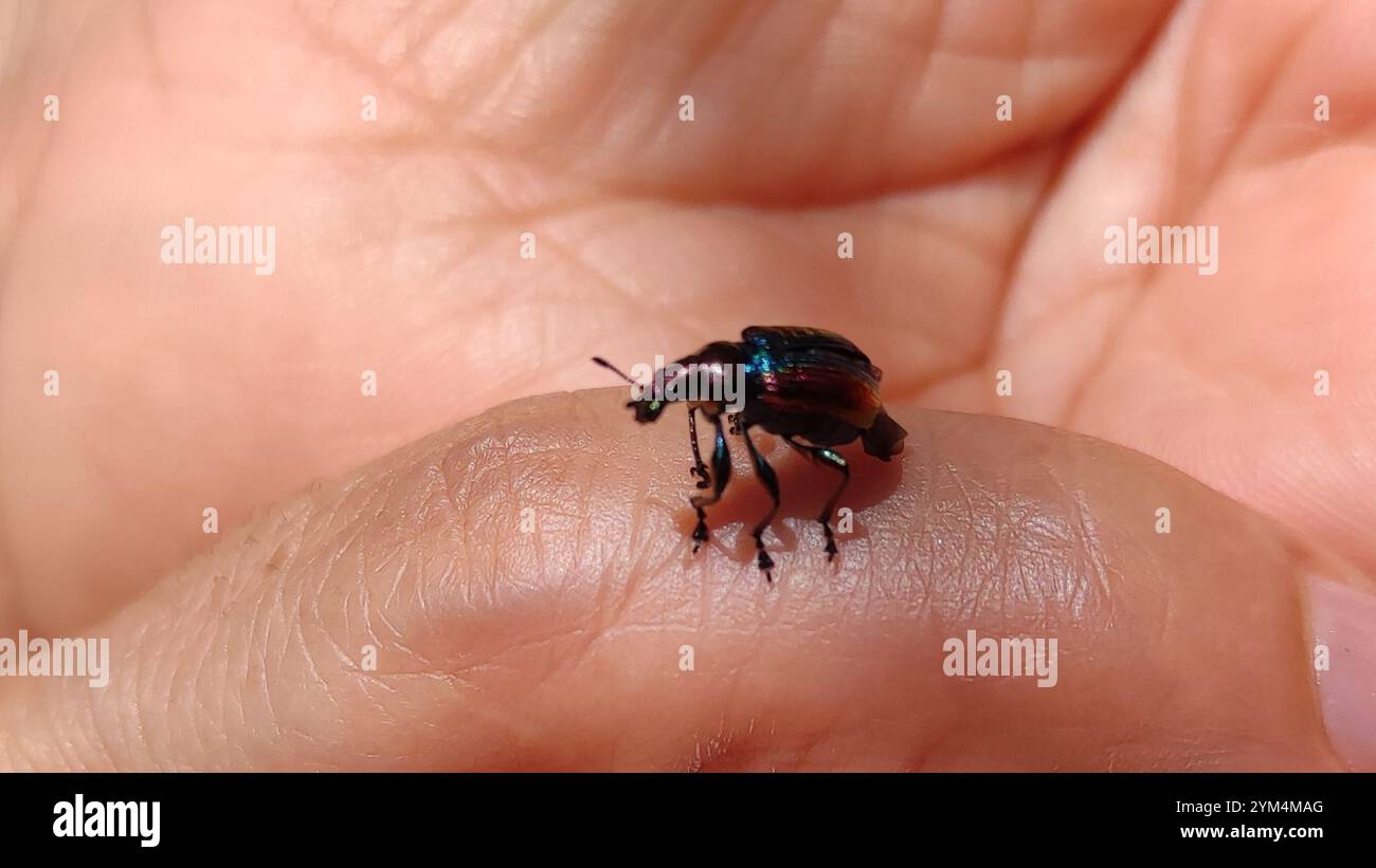 Leaf-rolling Weevils (Attelabidae Stock Photo - Alamy