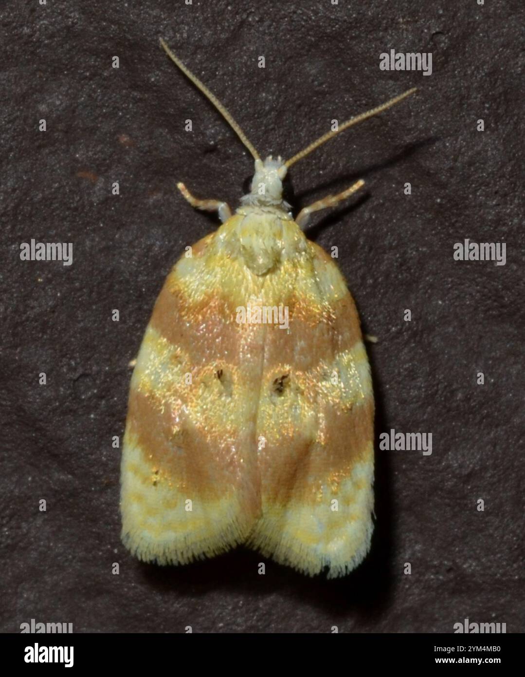 Oak Leafshredder Moth (Acleris semipurpurana Stock Photo - Alamy
