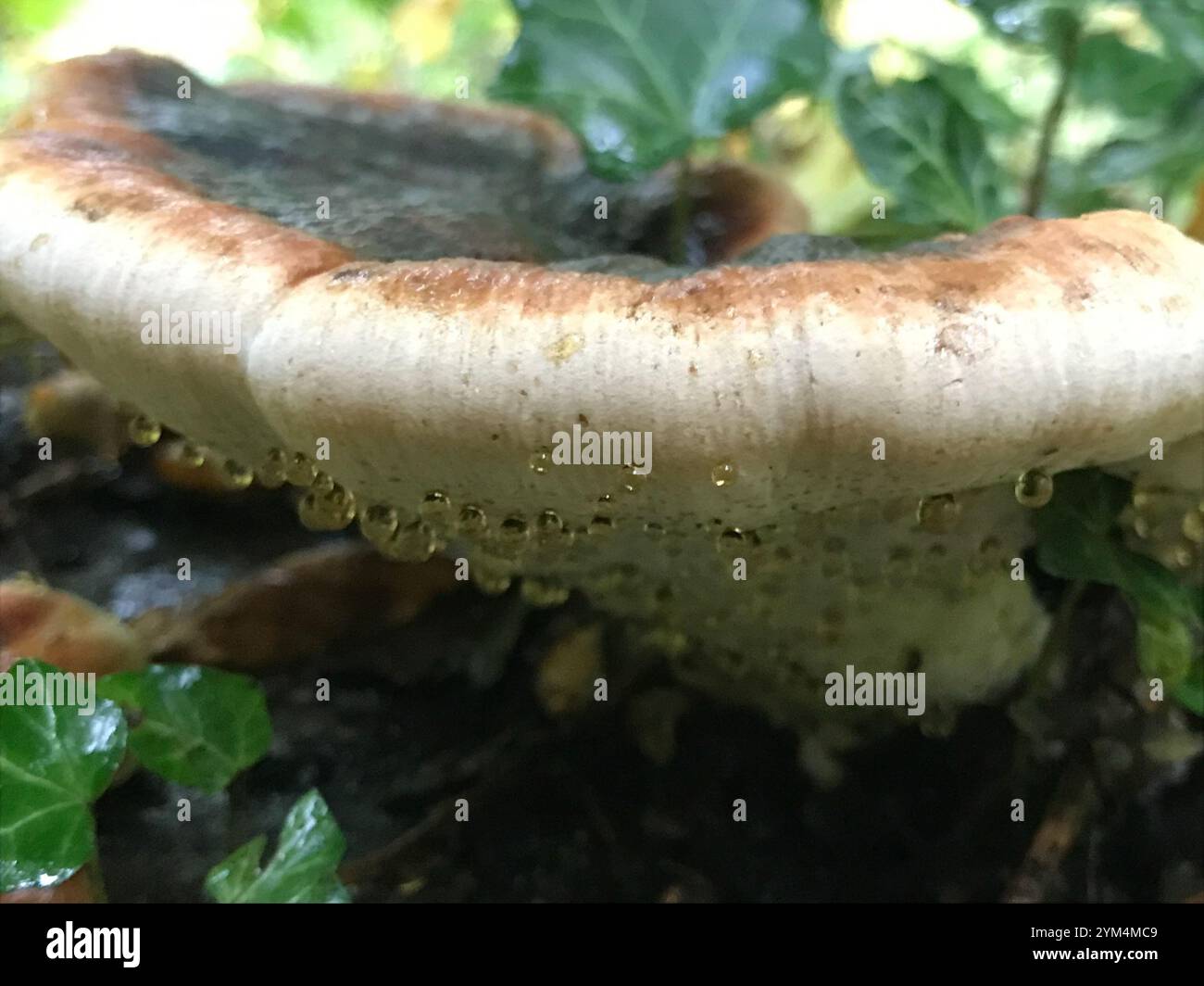 Resinous Polypore (Ischnoderma resinosum Stock Photo - Alamy