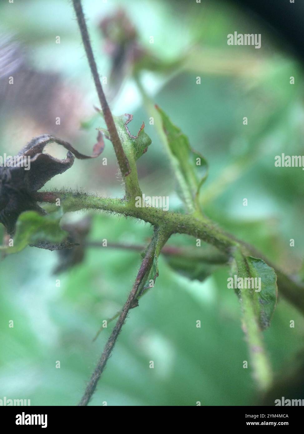 Pensilvanicus hi-res stock photography and images - Alamy