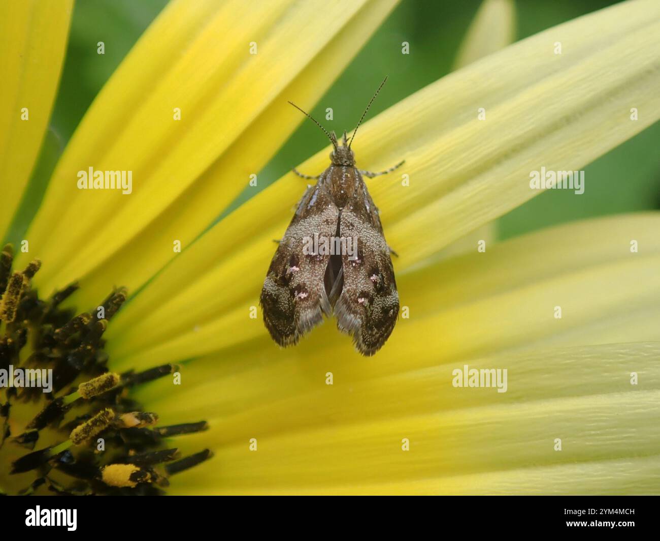 Small Thistle Moth (Tebenna micalis Stock Photo - Alamy