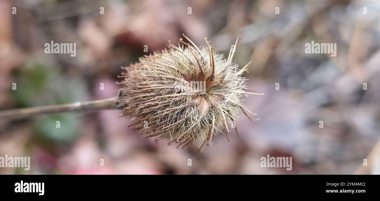 Yellow Avens (Geum aleppicum Stock Photo - Alamy