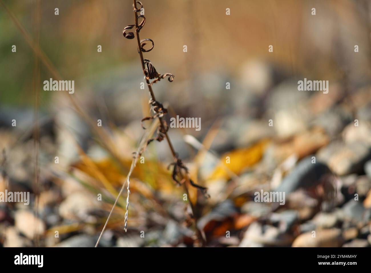 evening primrose family (Onagraceae Stock Photo - Alamy
