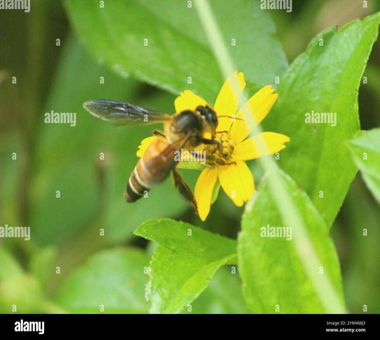 Giant Honey Bee (Apis dorsata Stock Photo - Alamy