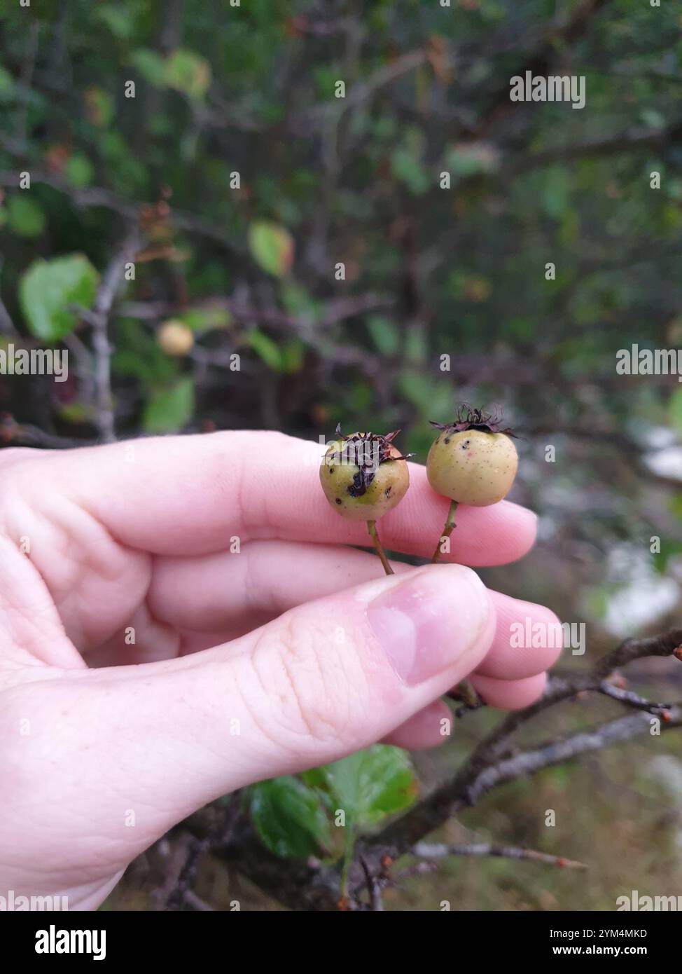 Caughnawaga hawthorn (Crataegus suborbiculata Stock Photo - Alamy