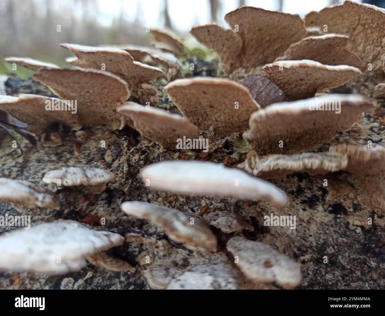 Purplepore Bracket (Trichaptum abietinum Stock Photo - Alamy