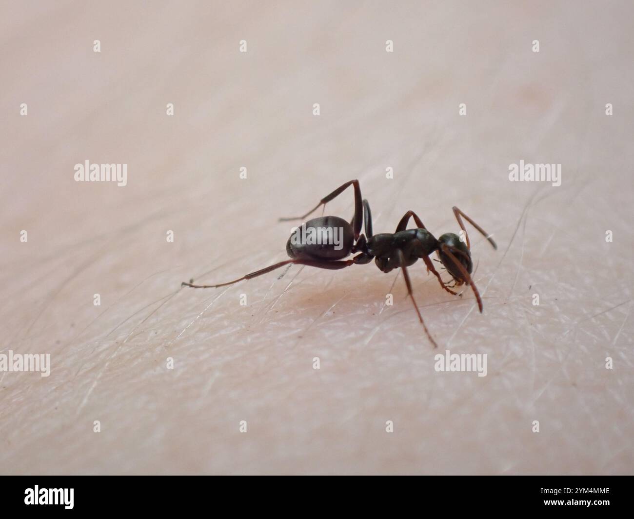 fusca-group Field Ants and Allies (Formica fusca Stock Photo - Alamy