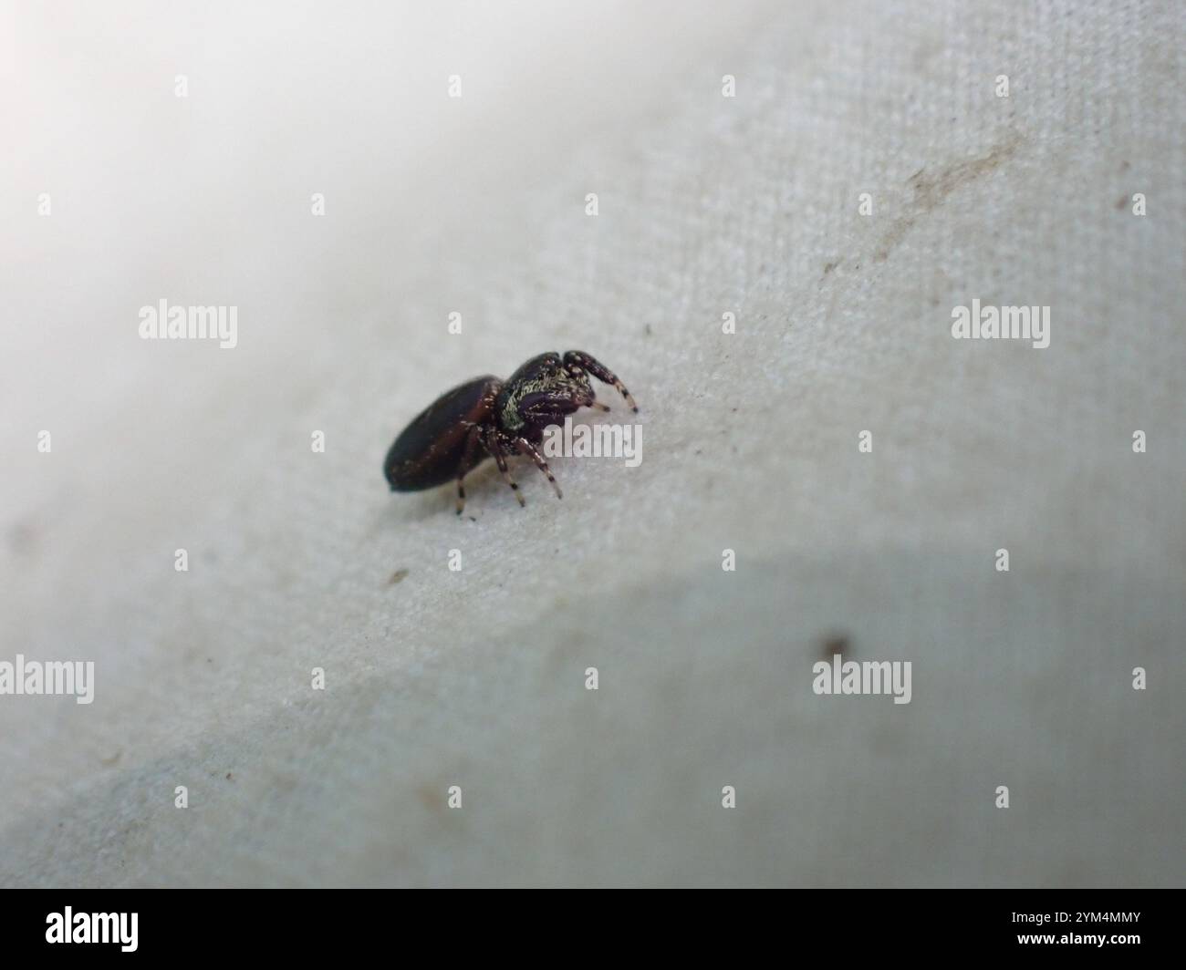 Leaf-beetle Jumping Spiders (Sassacus Stock Photo - Alamy