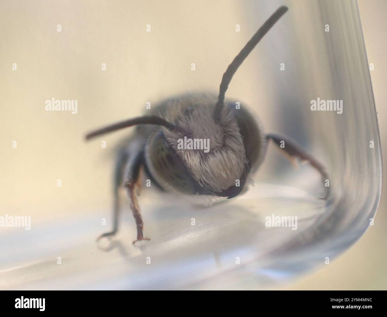 Sharptail Bees (Coelioxys Stock Photo - Alamy