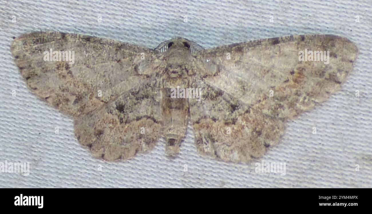 Texas Gray (Glenoides texanaria Stock Photo - Alamy