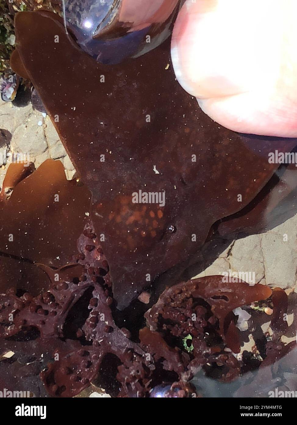 Iridescent Algae (Mazzaella Stock Photo - Alamy