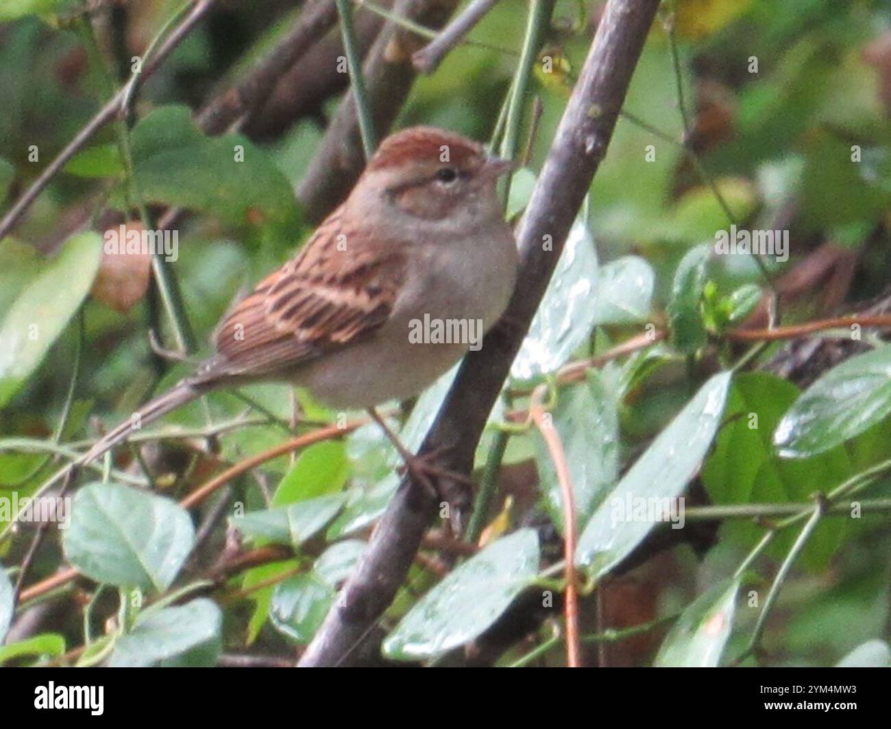 Chipping Sparrow (Spizella passerina Stock Photo - Alamy