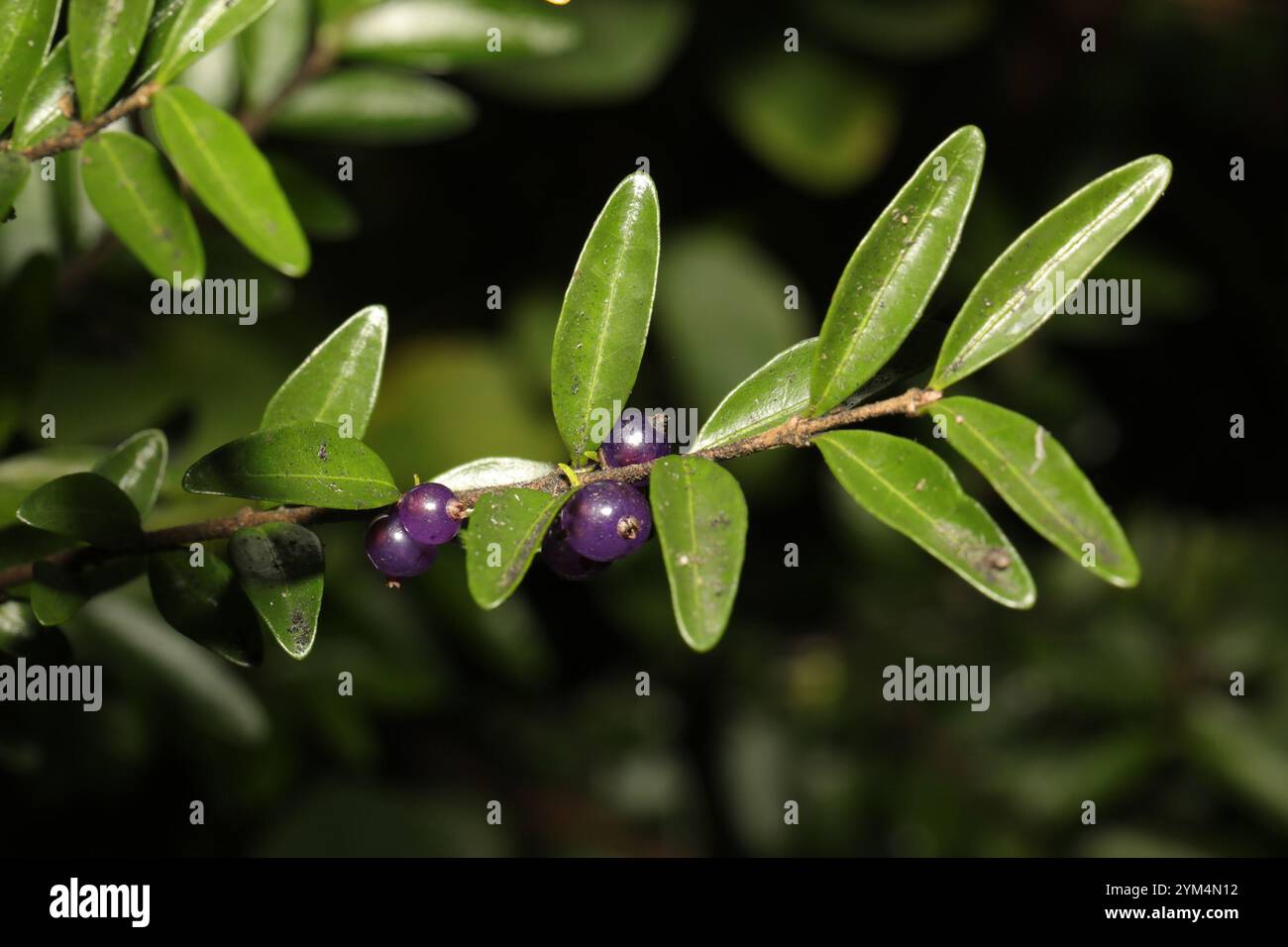 Boxleaf Honeysuckle (Lonicera ligustrina Stock Photo - Alamy