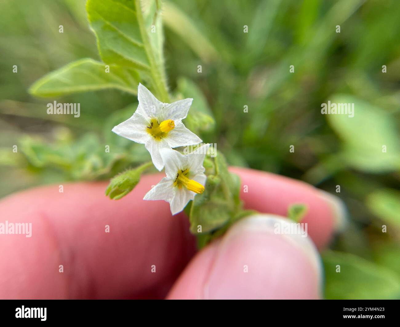 Green Nightshade (Solanum nitidibaccatum Stock Photo - Alamy