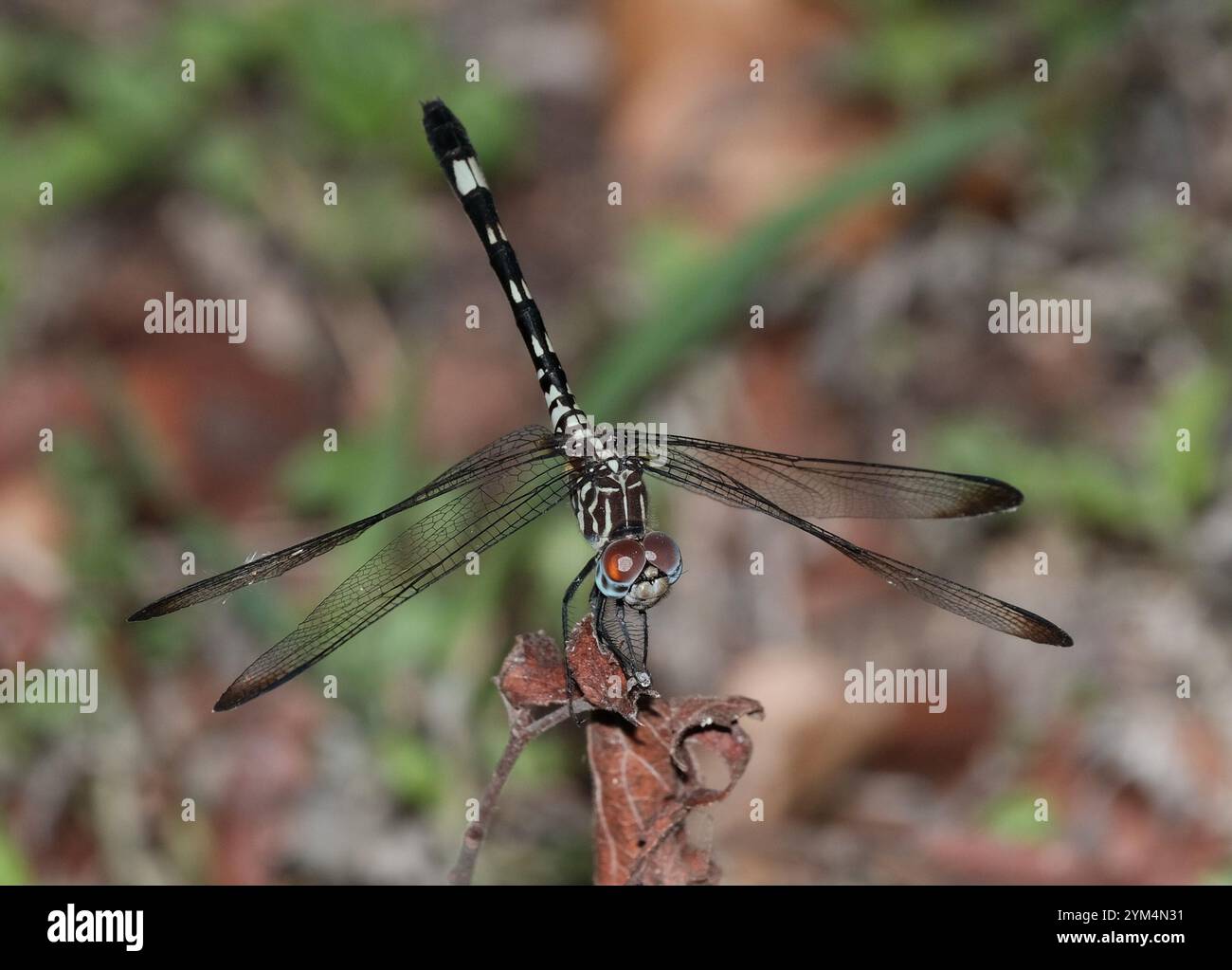 Dythemis hi-res stock photography and images - Alamy