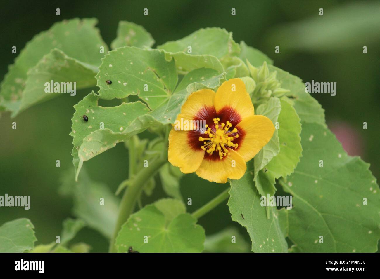 Indian mallows (Abutilon Stock Photo - Alamy