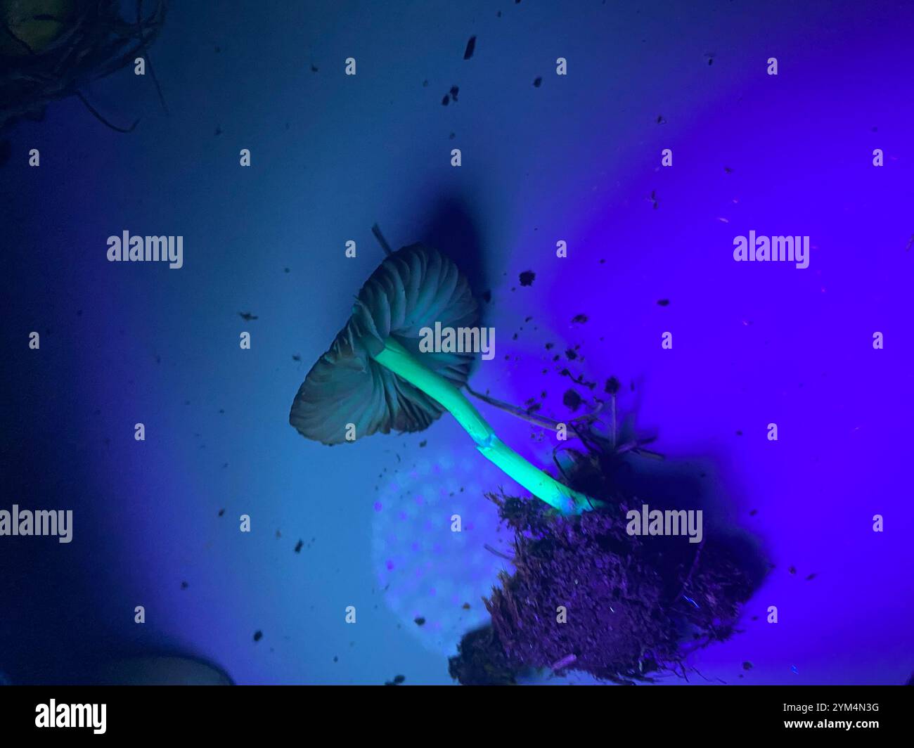 Mouse-pee Pinkgill (Entoloma incanum Stock Photo - Alamy