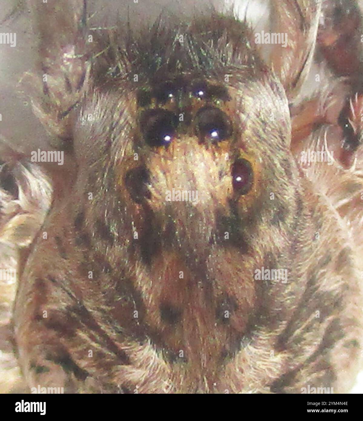 Ocyale Burrowing Wolf spider (Hippasosa guttata Stock Photo - Alamy