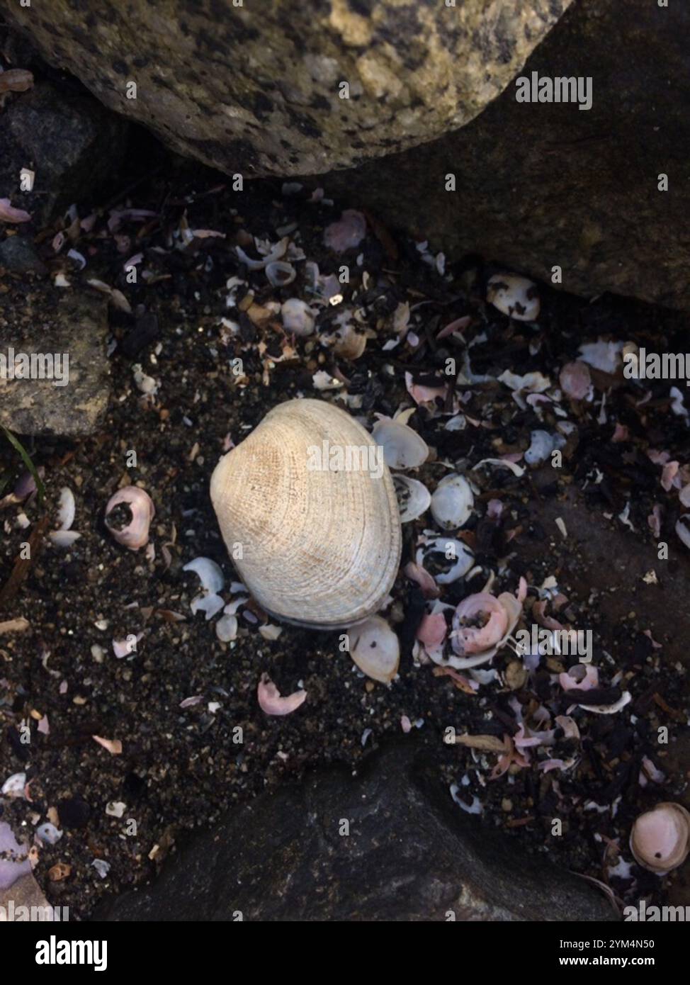 Japanese Littleneck (Ruditapes philippinarum Stock Photo - Alamy