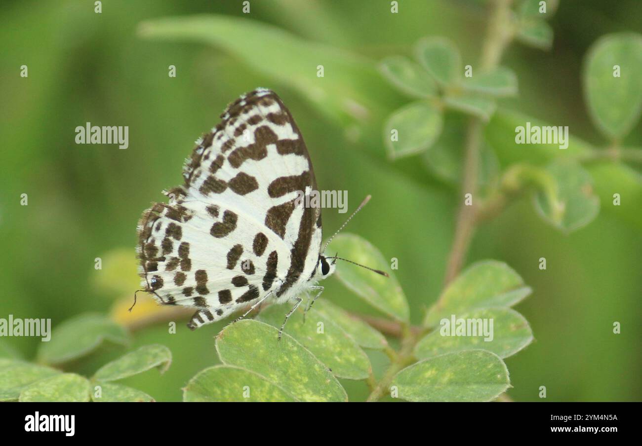 Common Pierrot (Castalius rosimon Stock Photo - Alamy
