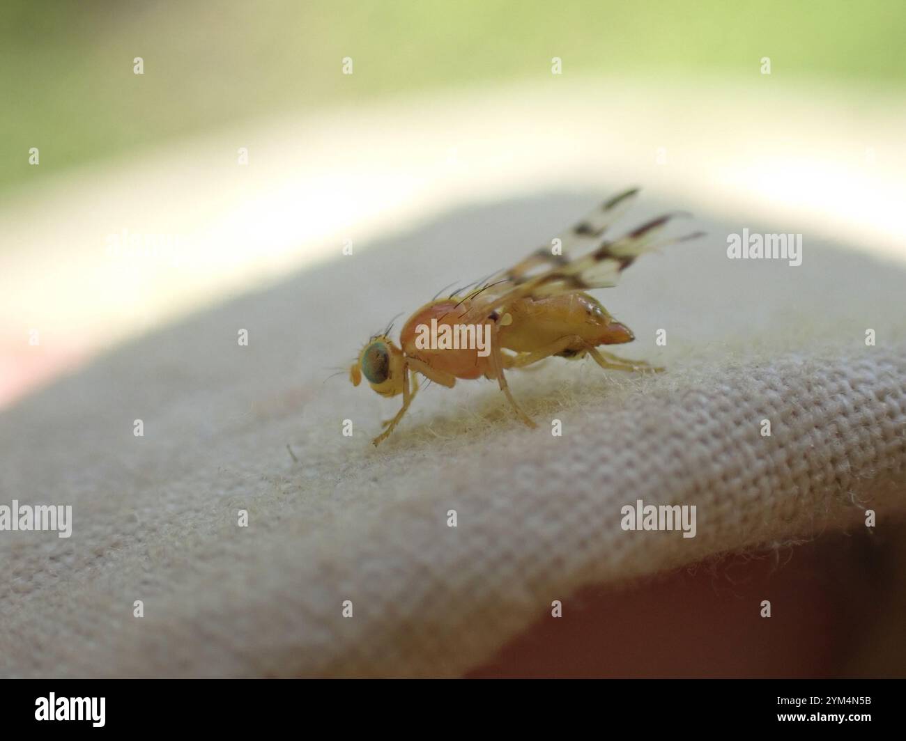 Trypeta hi-res stock photography and images - Alamy
