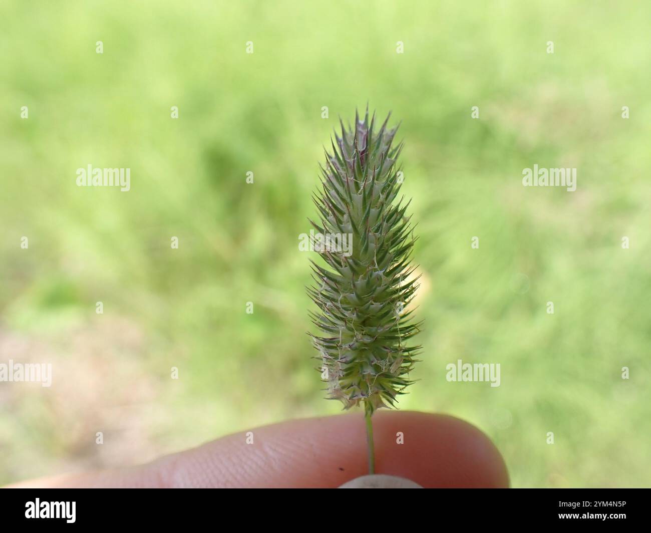 Alpine Timothy (Phleum alpinum Stock Photo - Alamy