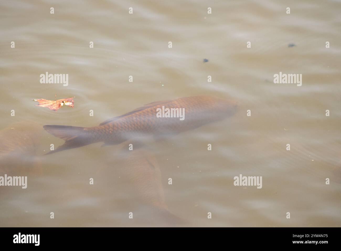 European Carp (Cyprinus carpio Stock Photo - Alamy