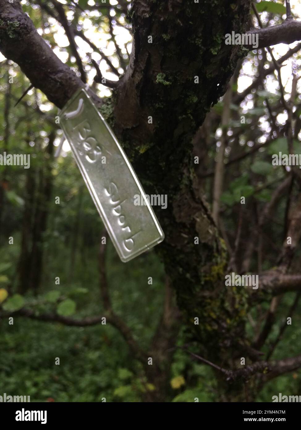 Caughnawaga hawthorn (Crataegus suborbiculata Stock Photo - Alamy
