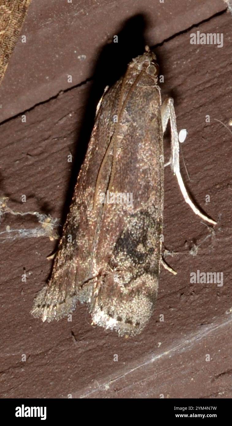 American Plum Borer Moth (Euzophera semifuneralis Stock Photo - Alamy