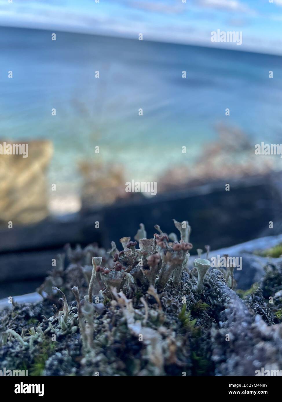 Smooth Horn Lichen (Cladonia gracilis Stock Photo - Alamy