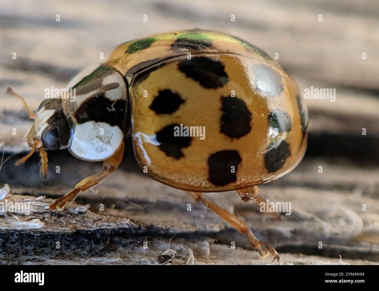 Asian Lady Beetle (Harmonia axyridis Stock Photo - Alamy