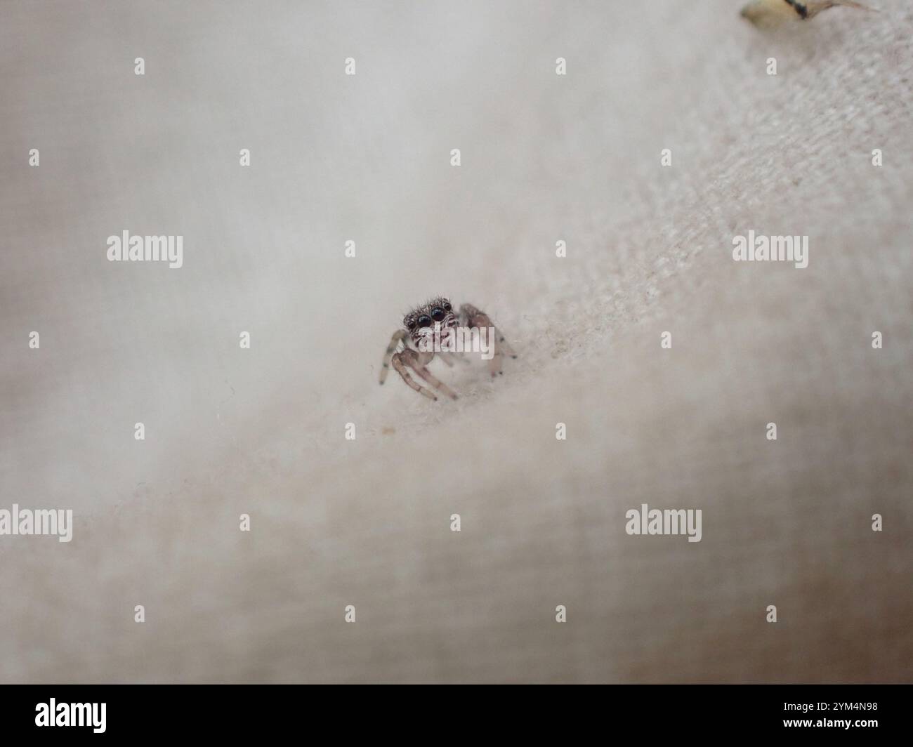 Bronze Jumping Spider (Eris militaris Stock Photo - Alamy