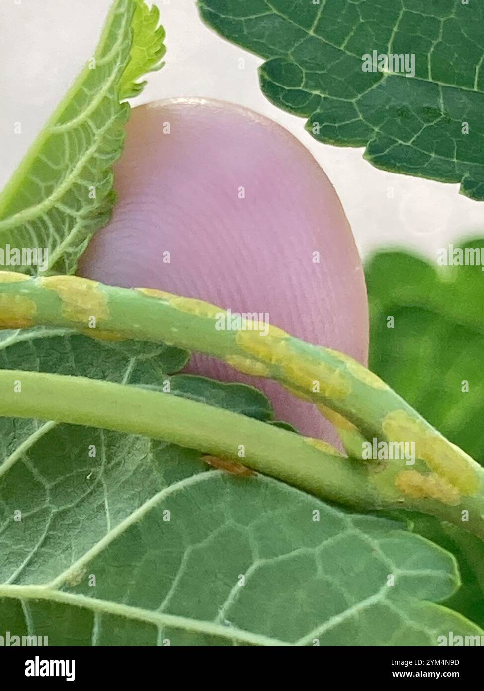 Soft scales (Coccidae Stock Photo - Alamy