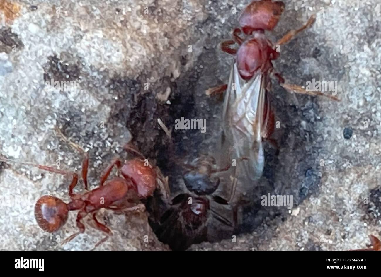 California Harvester Ant (Pogonomyrmex californicus Stock Photo - Alamy