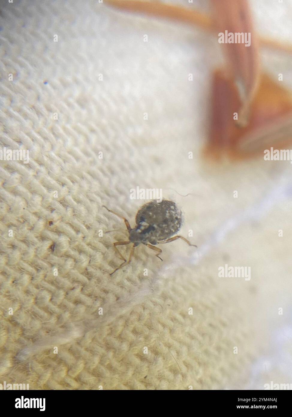 Giant Conifer Aphids (Cinara Stock Photo - Alamy